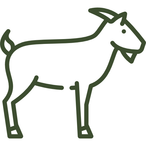 Ovce, koza - WERRA SKIN s.r.o.